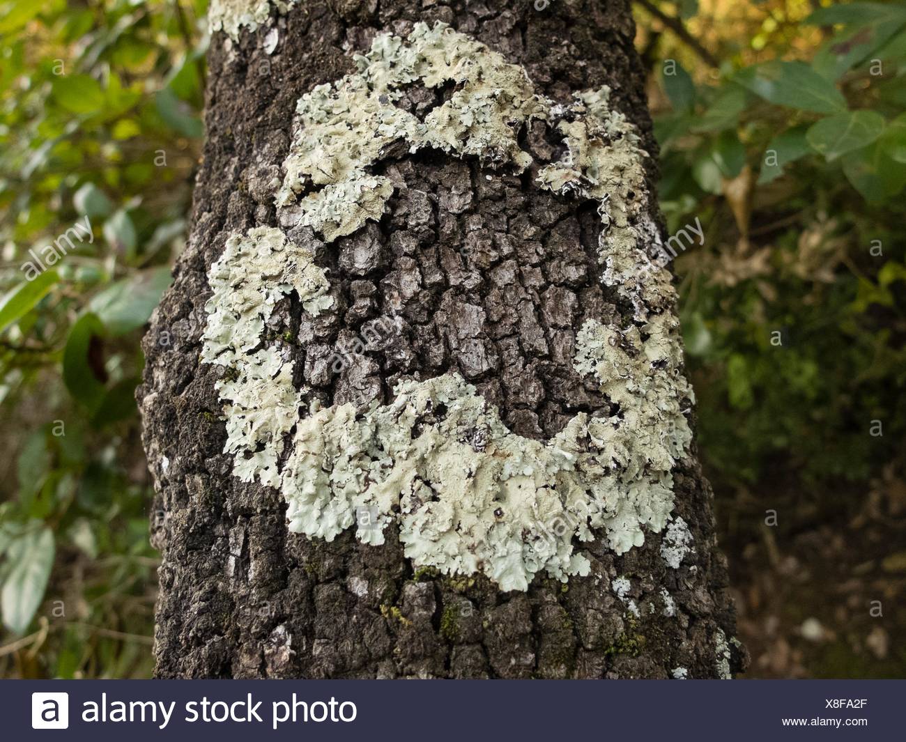 White Lichen High Resolution Stock Photography and Images - Alamy