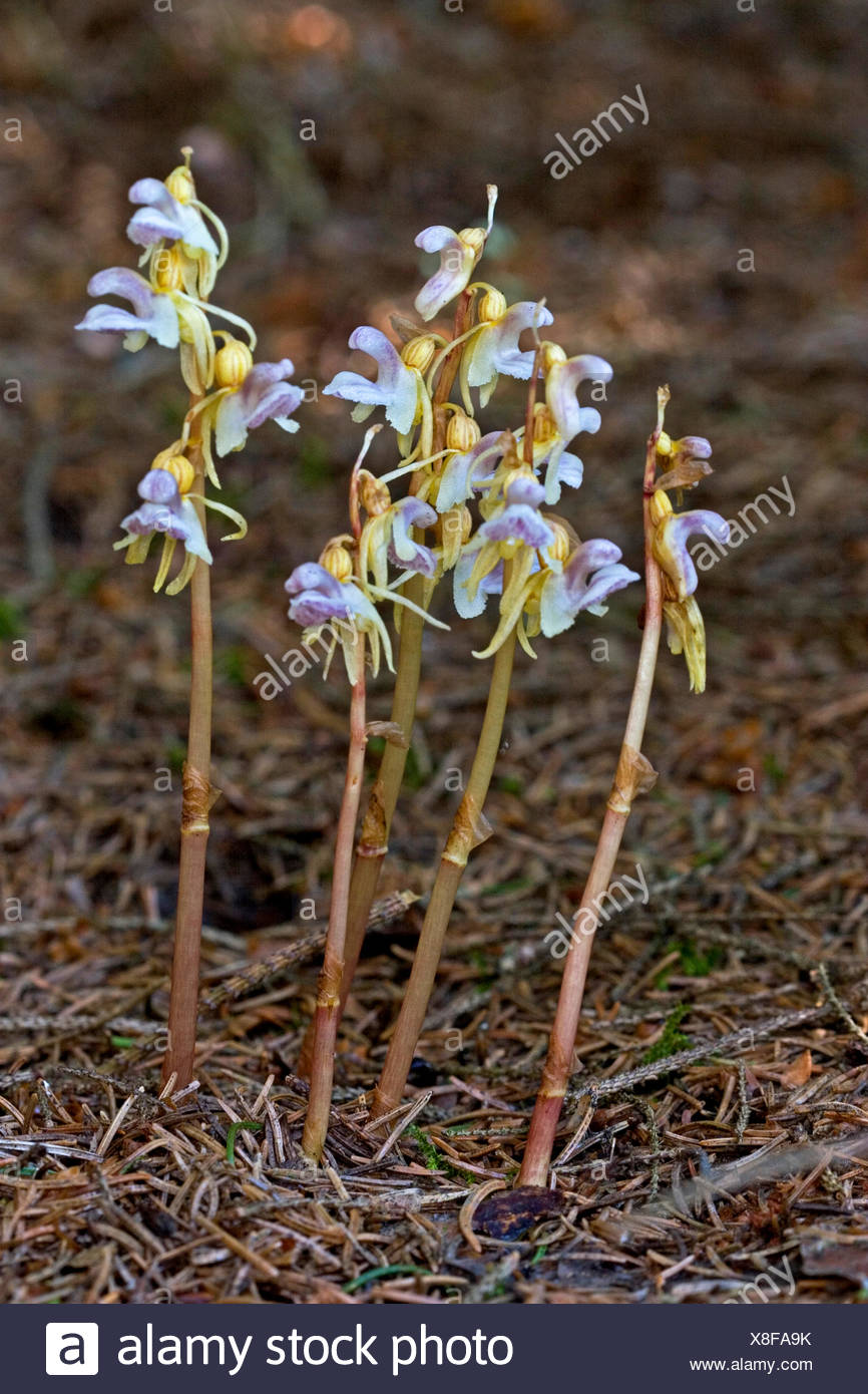 Epipogium High Resolution Stock Photography and Images - Alamy