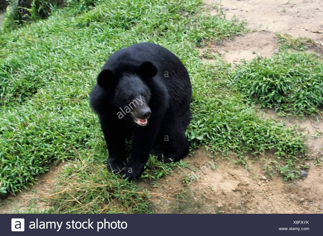 Himalayan Black Bear High Resolution Stock Photography and Images - Alamy
