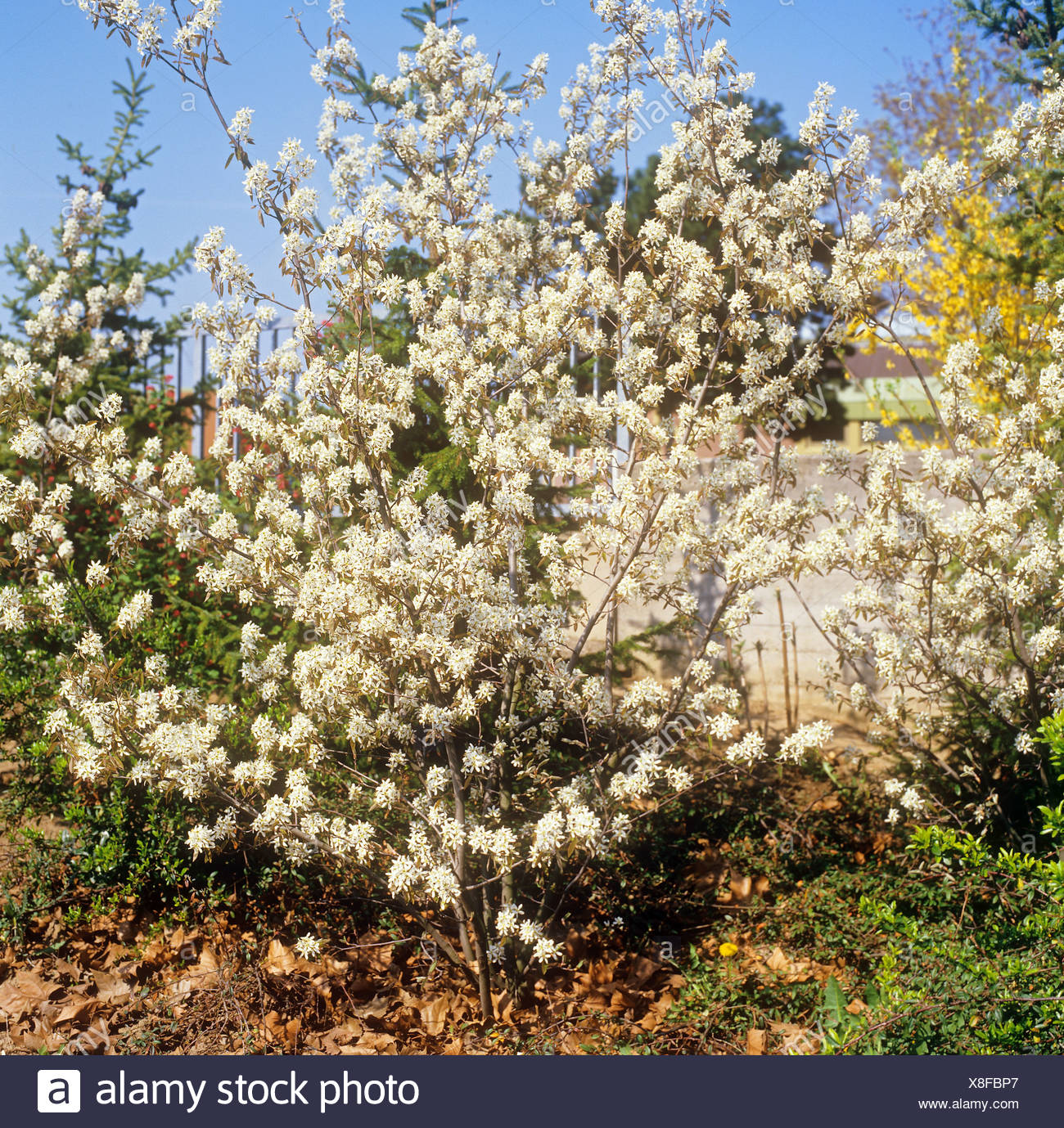 Shadblow Serviceberry Stock Photos & Shadblow Serviceberry Stock Images ...