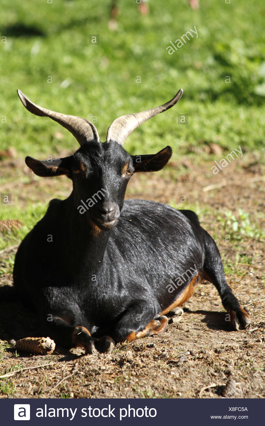 Rove Goat High Resolution Stock Photography and Images - Alamy