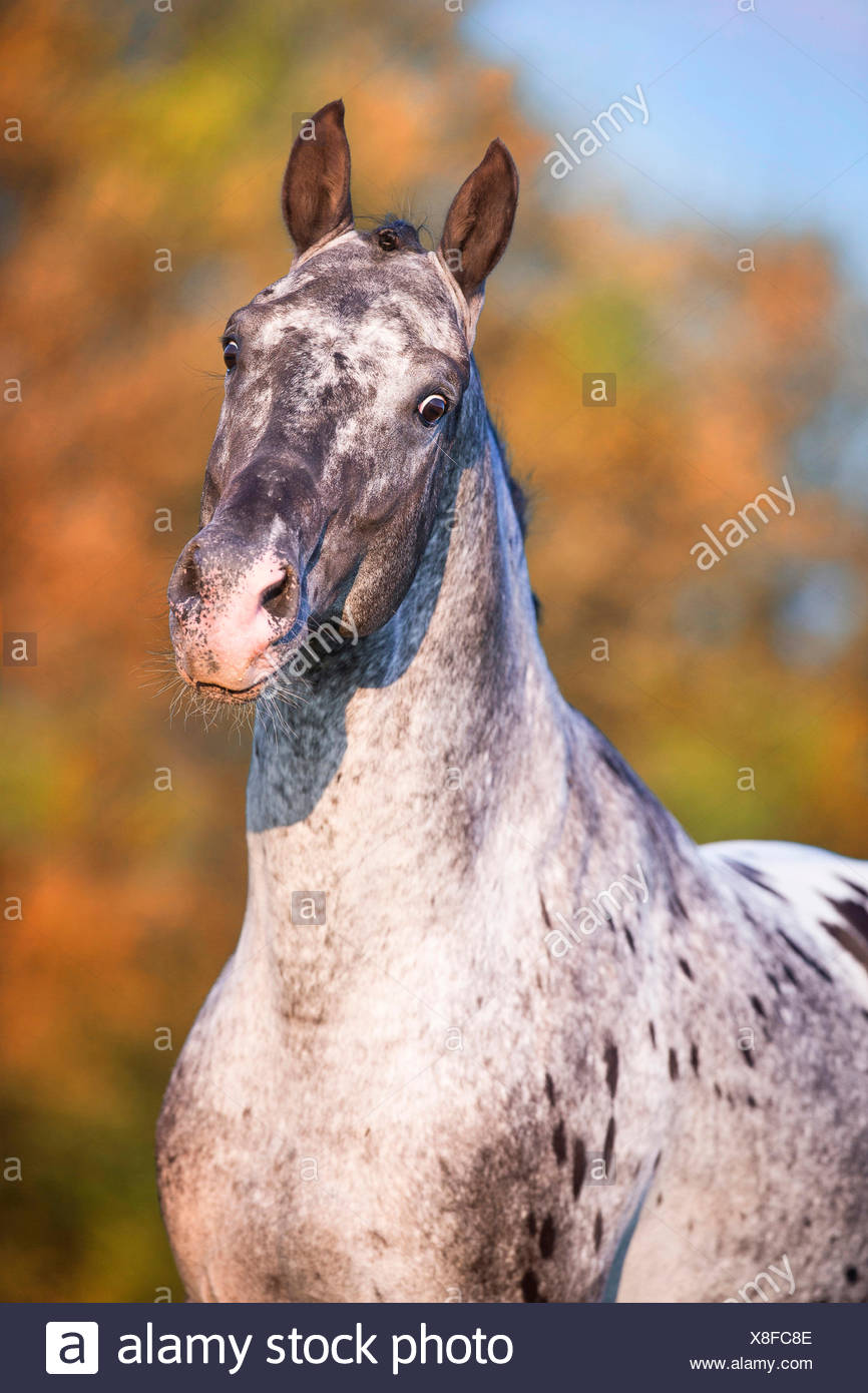 Mottled Skin High Resolution Stock Photography and Images - Alamy