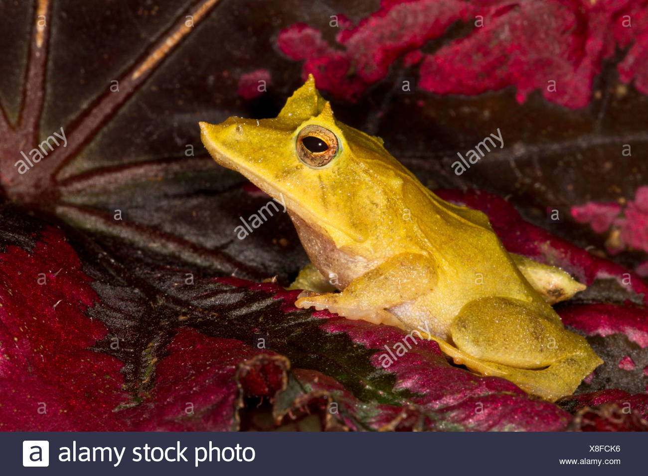 Ceratobatrachus Guentheri High Resolution Stock Photography and Images ...