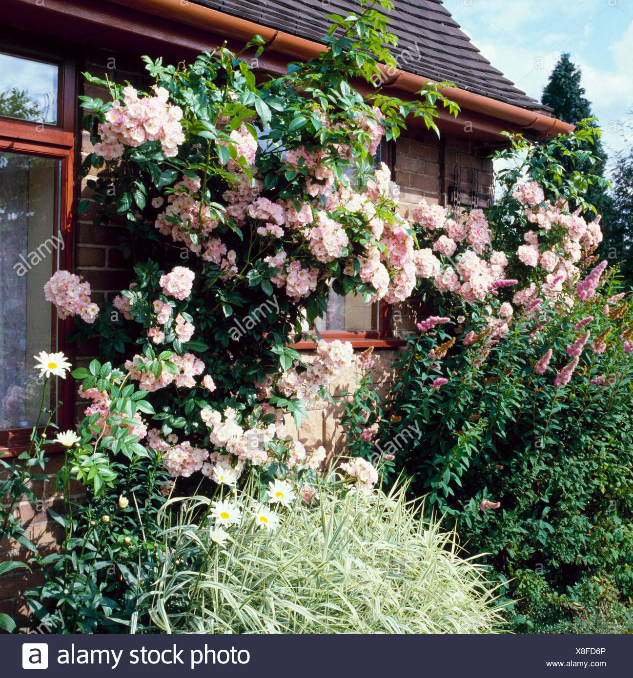 Climbing Rose Wall Stock Photos & Climbing Rose Wall Stock Images - Alamy
