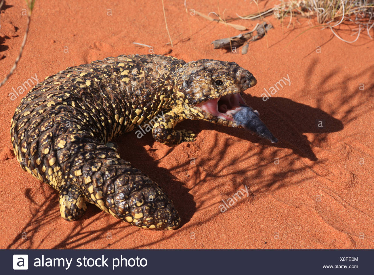 Sleepy Lizard Stock Photos & Sleepy Lizard Stock Images - Alamy