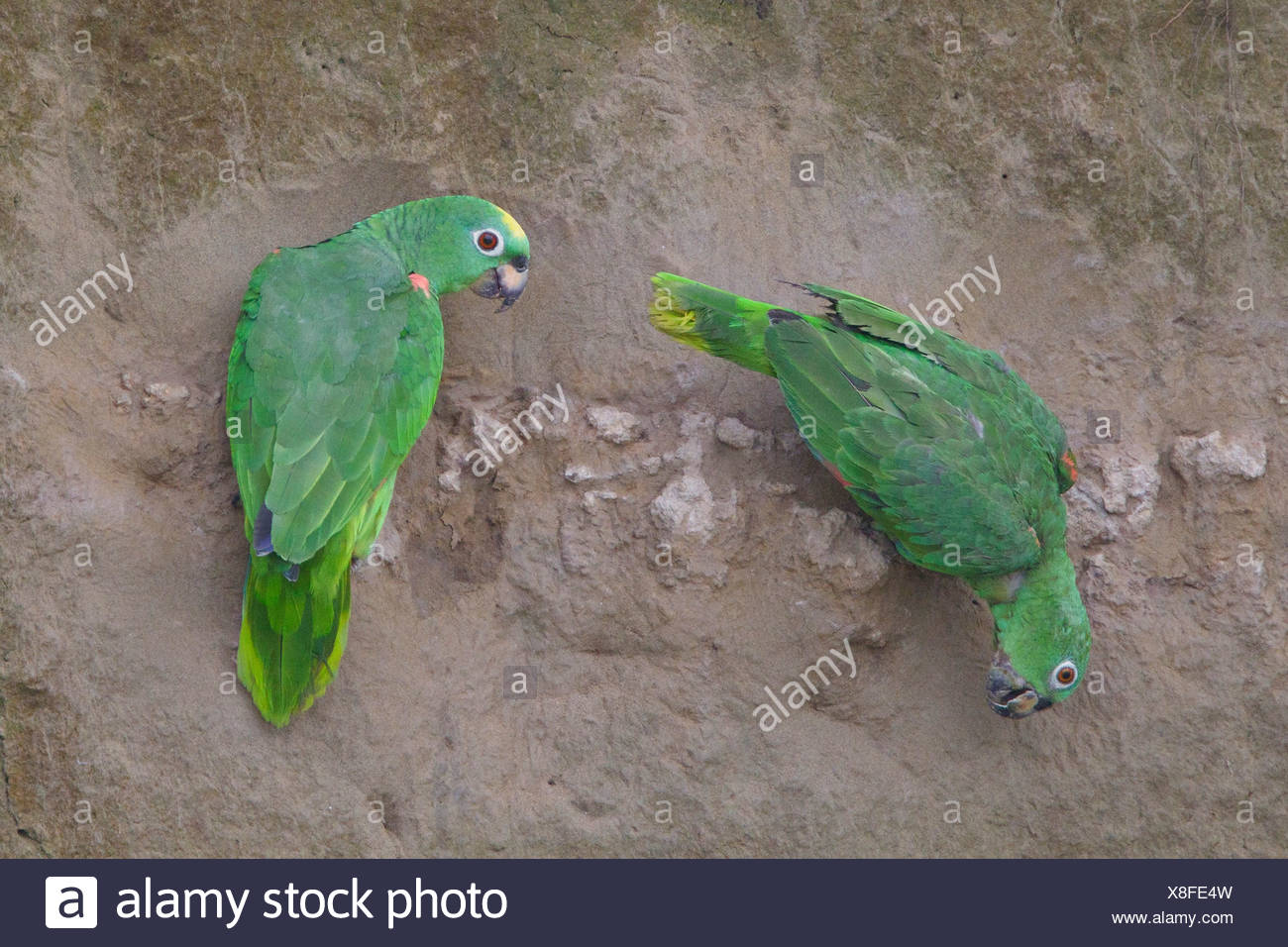 Green And Yellow Bird High Resolution Stock Photography and Images - Alamy