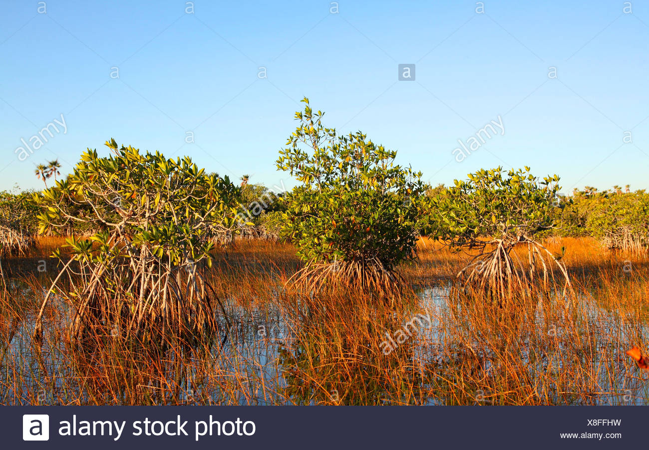Mangroves Florida High Resolution Stock Photography and Images - Alamy