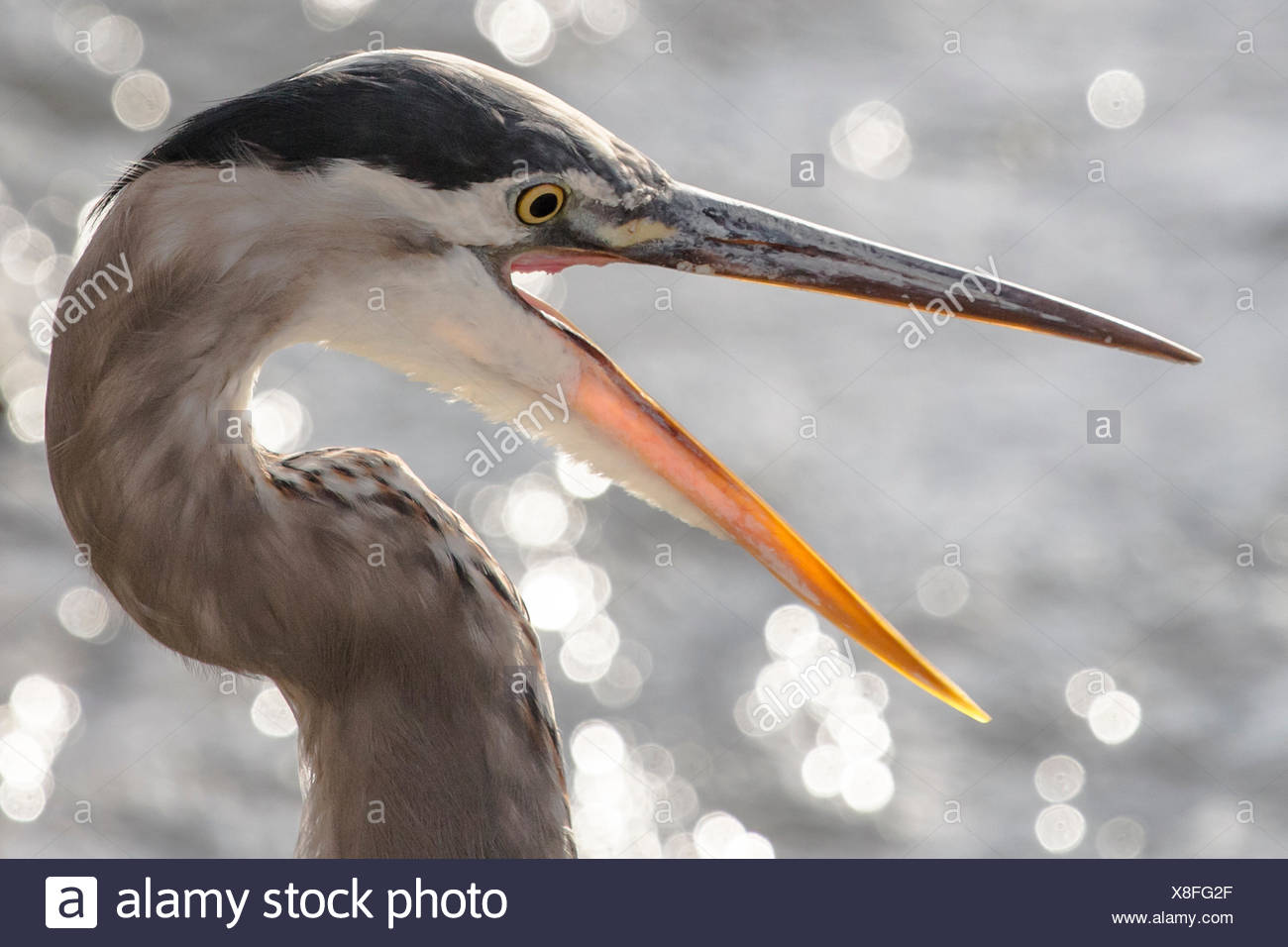 Great Blue Heron Beak Stock Photos & Great Blue Heron Beak Stock Images ...
