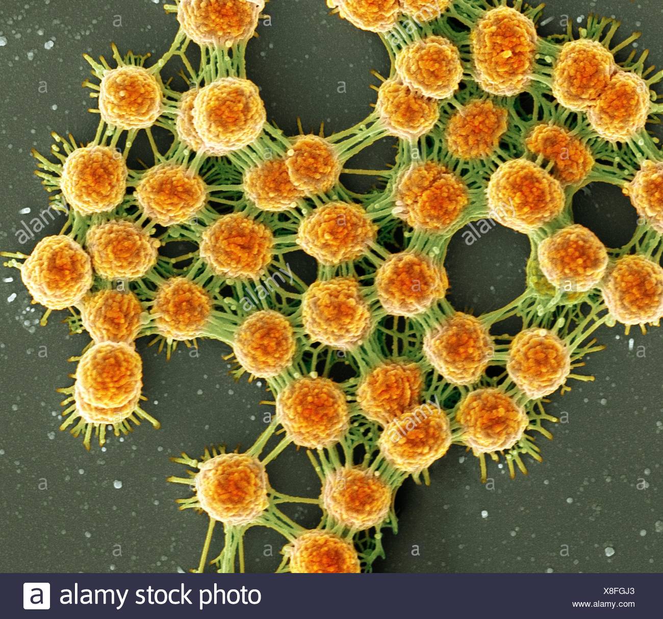 Coccus Bacteria Stock Photos & Coccus Bacteria Stock Images - Alamy
