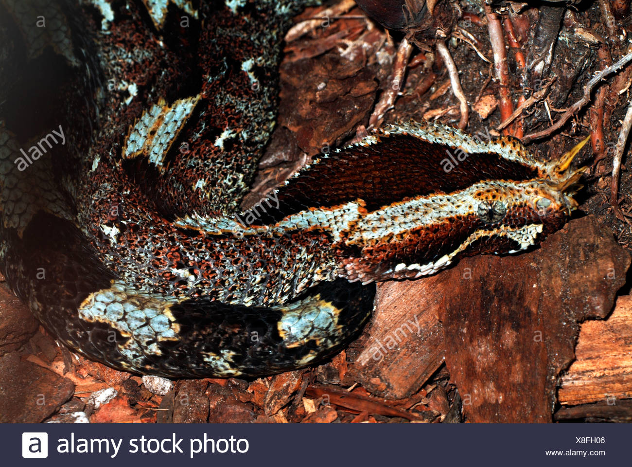 Rhinoceros Viper Bitis Nasicornis High Resolution Stock Photography and ...