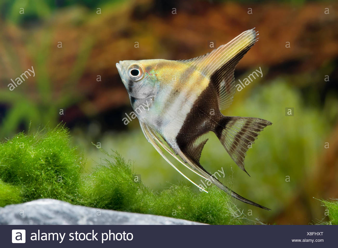 Neotropical Cichlid High Resolution Stock Photography and Images - Alamy