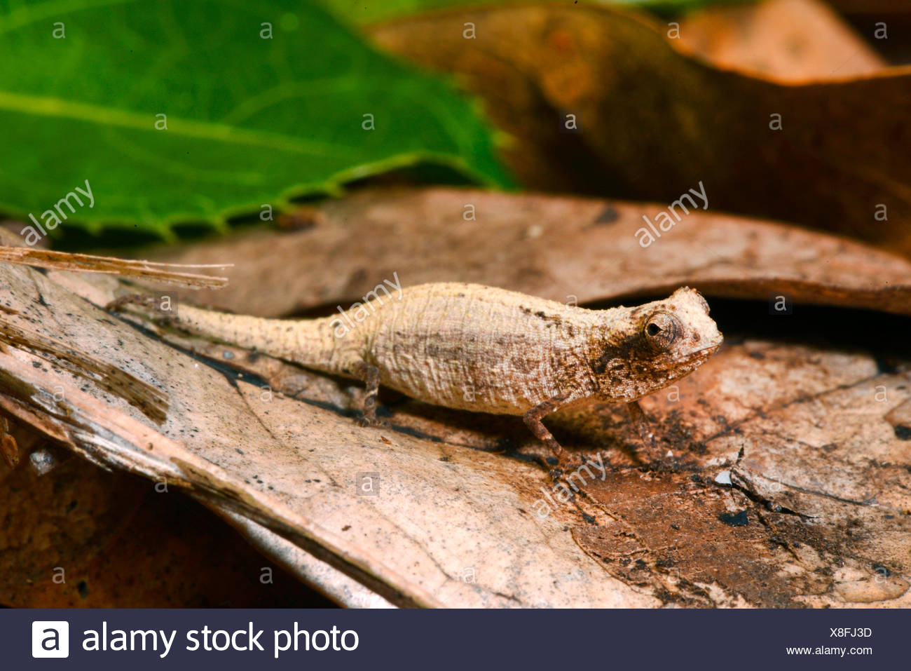 Minute Leaf Chameleon High Resolution Stock Photography and Images - Alamy