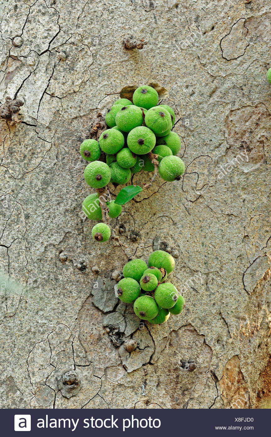 Sacred Tree Of India High Resolution Stock Photography and Images - Alamy