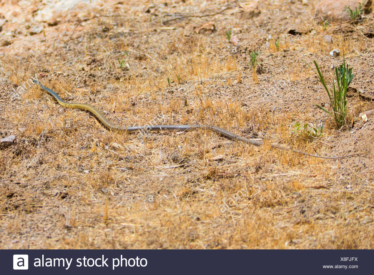 Longnose Whipsnake High Resolution Stock Photography and Images - Alamy