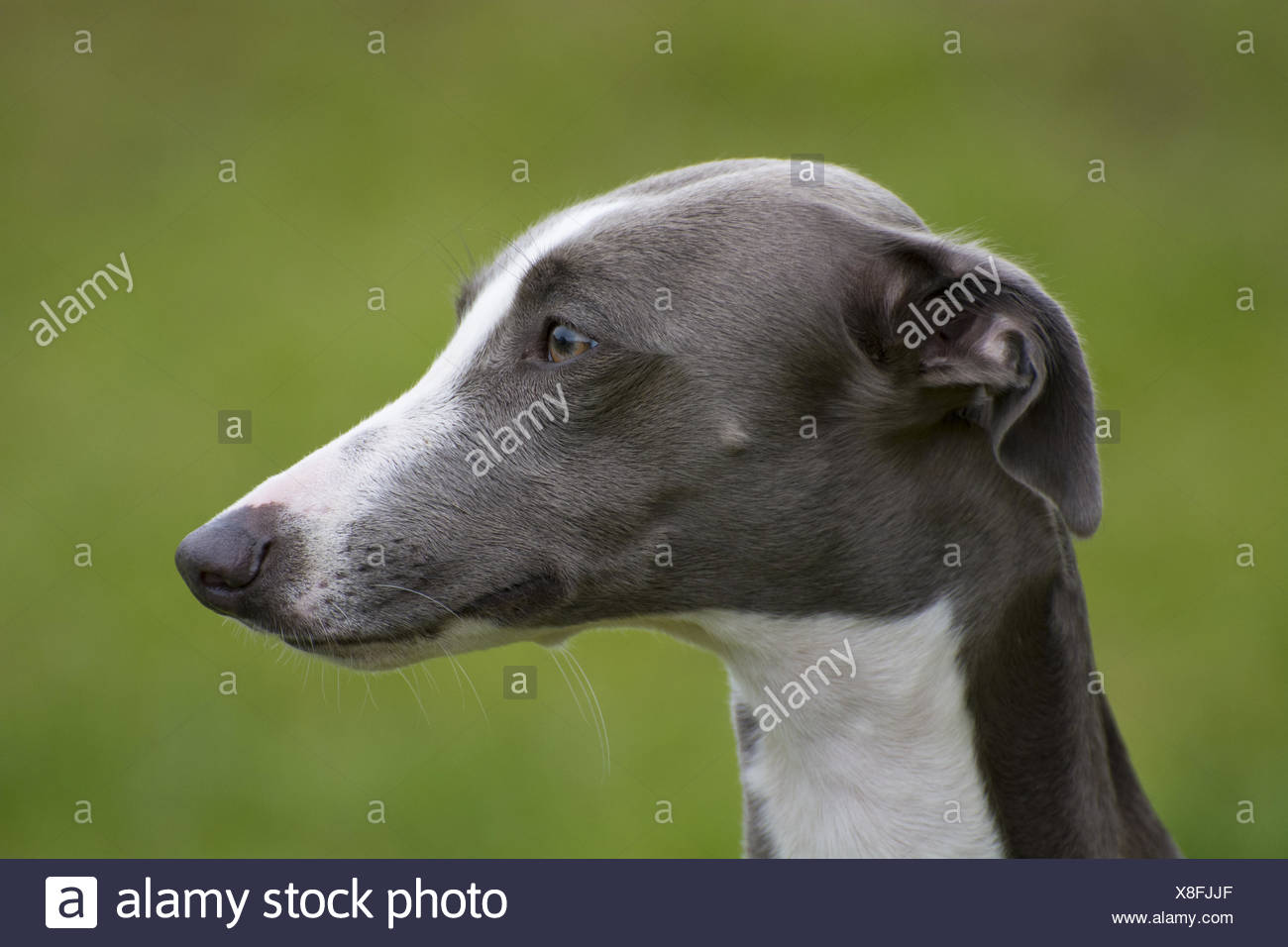 Blue Whippet High Resolution Stock Photography and Images - Alamy