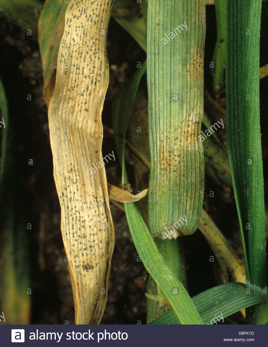 Pycnidia High Resolution Stock Photography and Images - Alamy