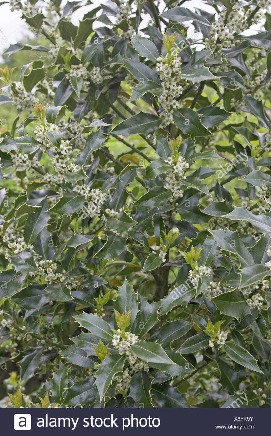 Holly Tree High Resolution Stock Photography and Images - Alamy