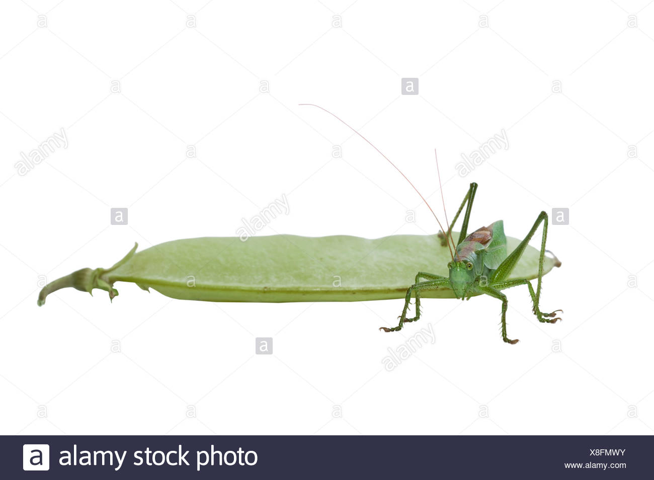 Locust Bean High Resolution Stock Photography and Images - Alamy