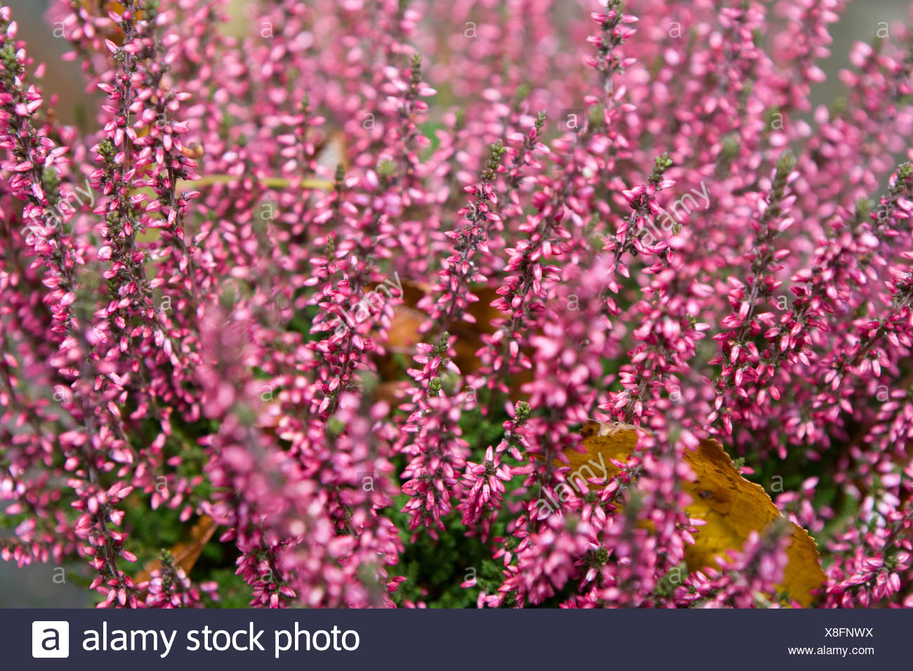 Ericaceae Stock Photos & Ericaceae Stock Images - Alamy