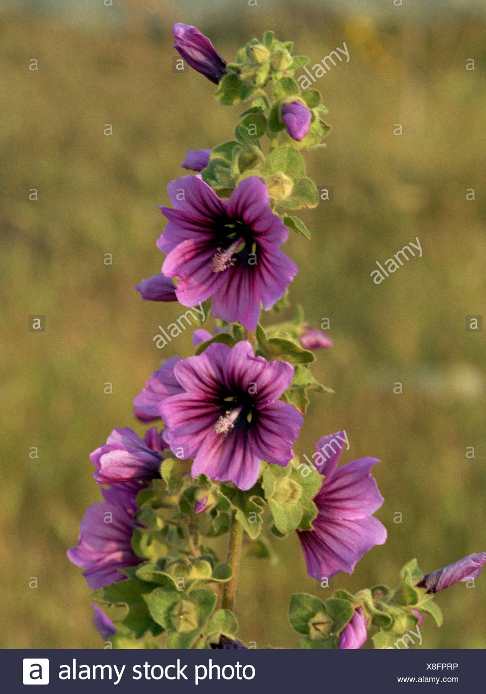 Mallow Tree High Resolution Stock Photography and Images - Alamy