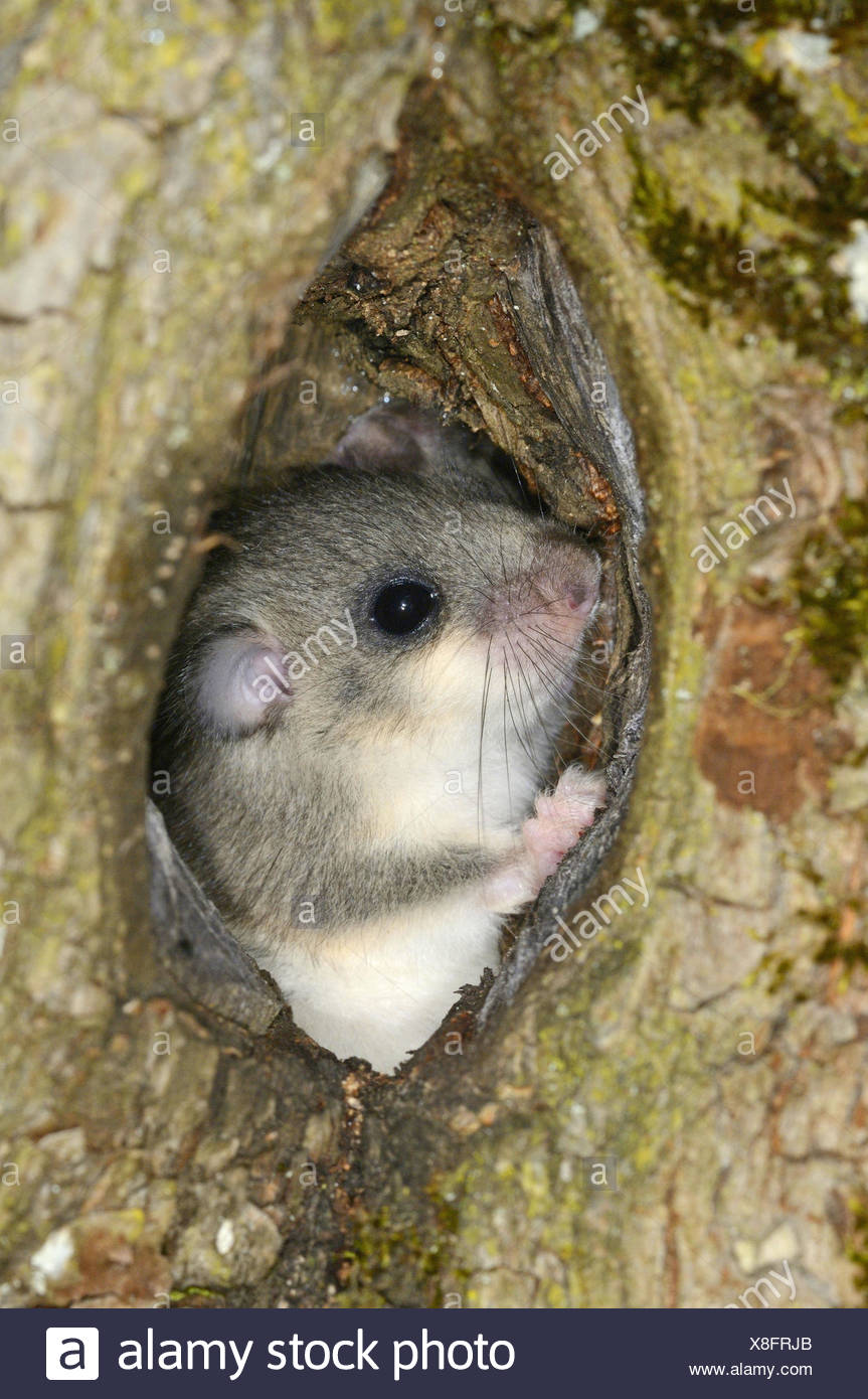 Fat Dormouse Glis Glis High Resolution Stock Photography and Images - Alamy