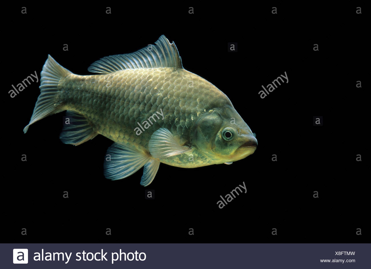 Crucian Carp Stock Photos & Crucian Carp Stock Images - Alamy