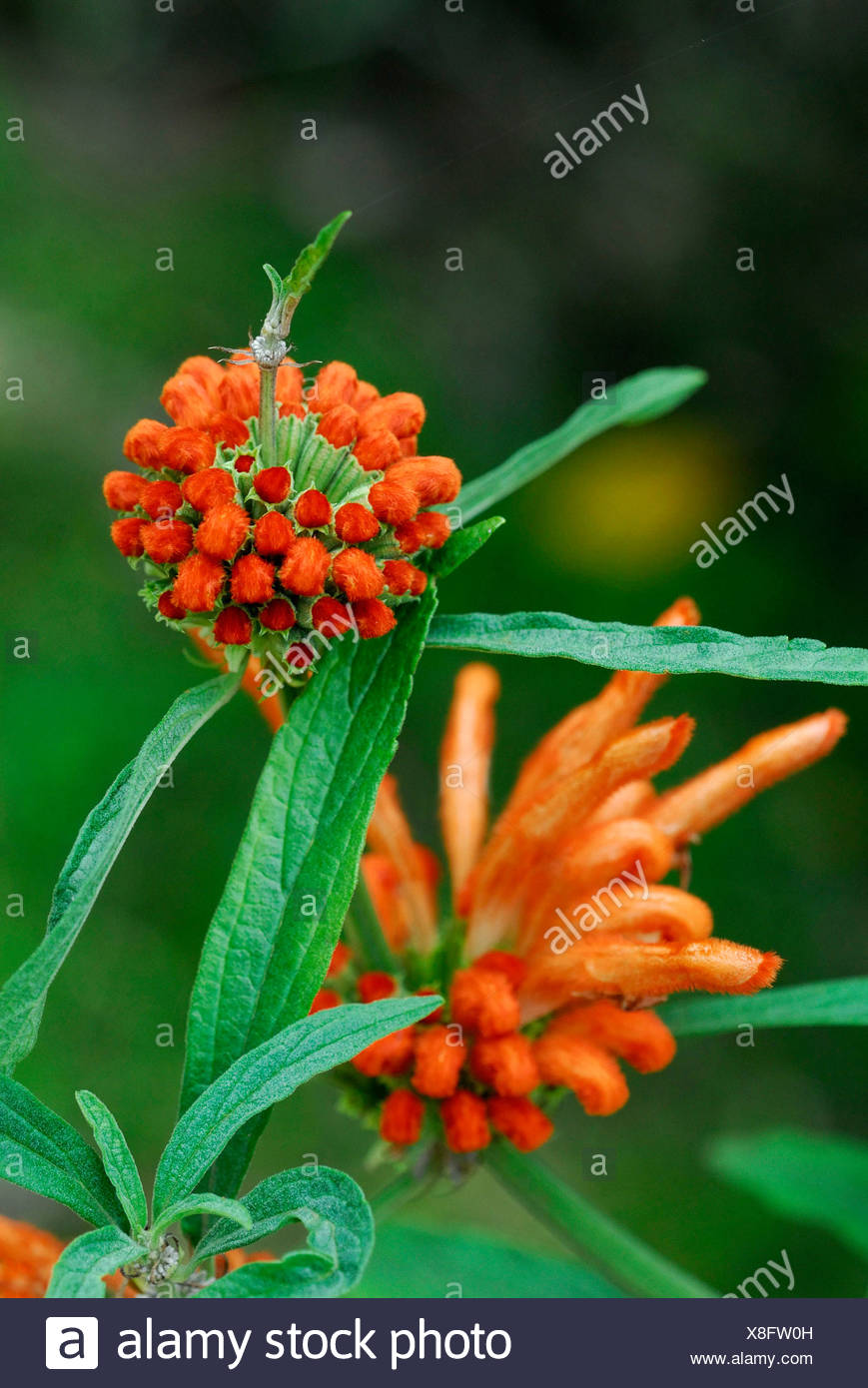 Leonotis Leonurus High Resolution Stock Photography and Images - Alamy