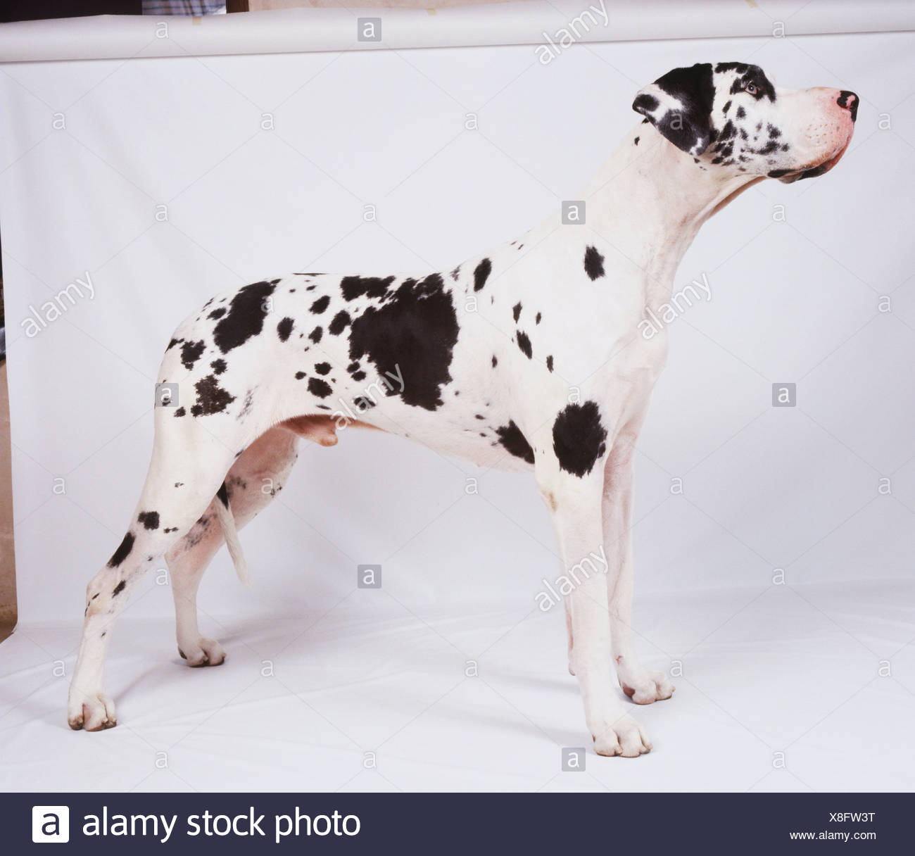 Profile Great Dane Animals High Resolution Stock Photography and Images ...