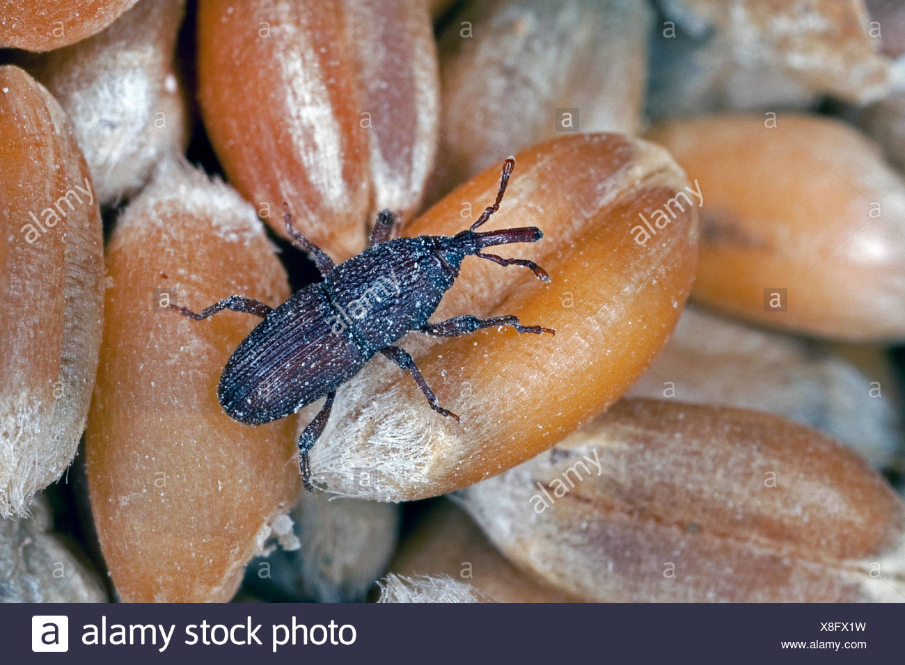 Weevil Eating High Resolution Stock Photography and Images - Alamy