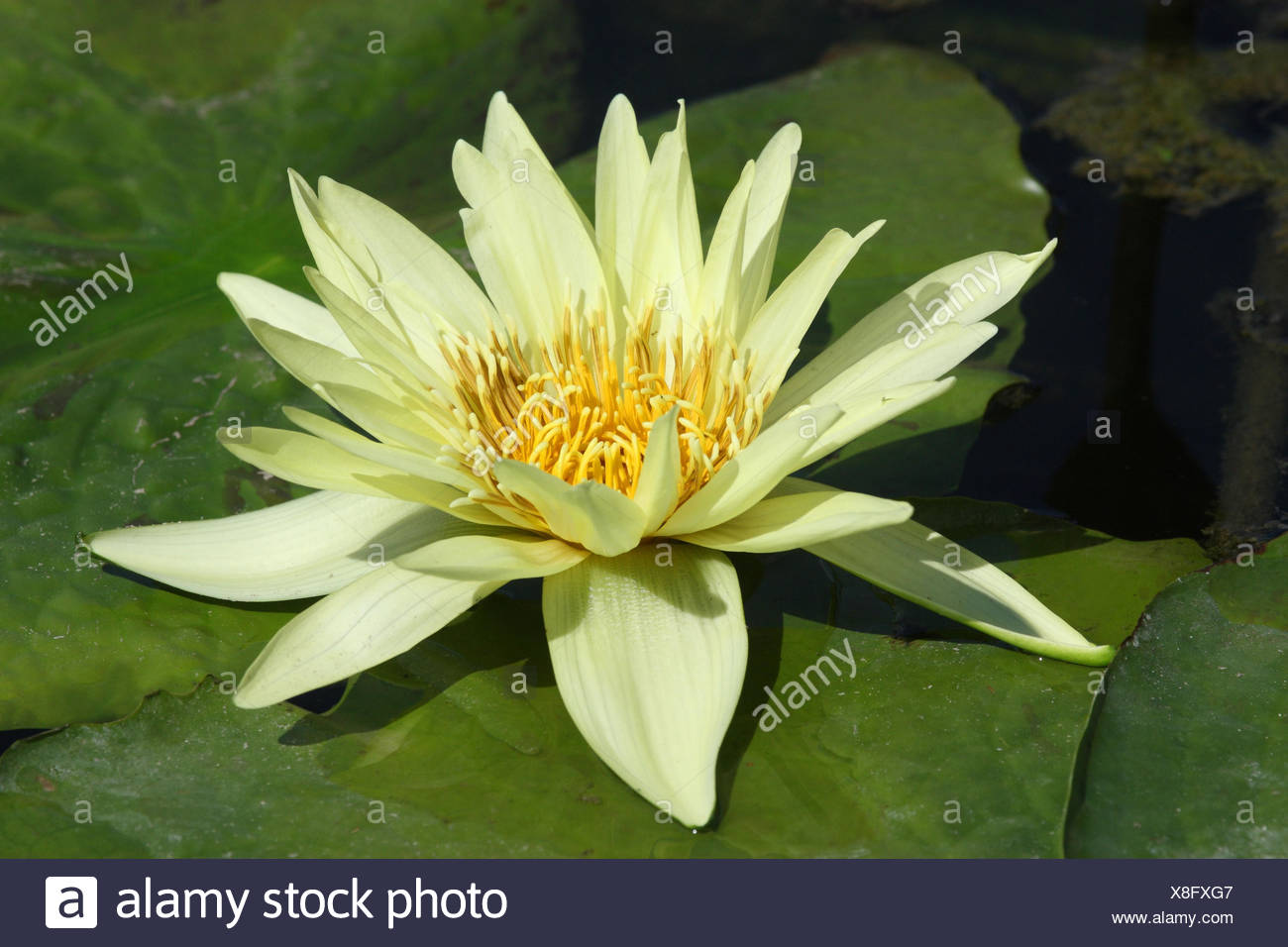 Yellow Water Lily High Resolution Stock Photography and Images - Alamy
