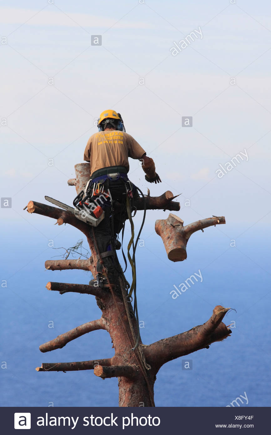 Logger Cutting Tree High Resolution Stock Photography and Images - Alamy