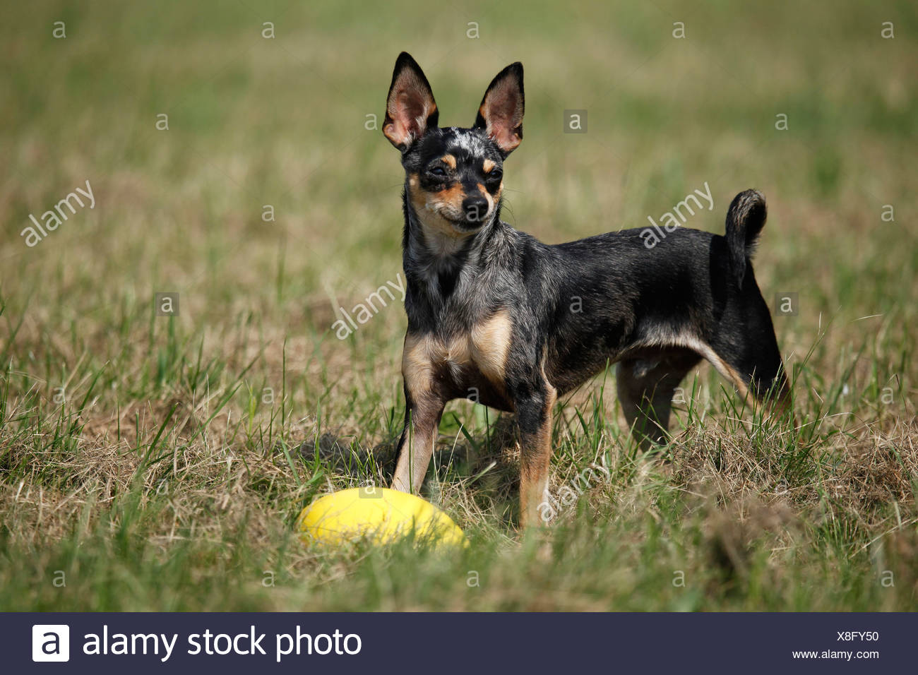 Dog Prazsky Krysarik Prague Ratter Stock Photos & Dog Prazsky Krysarik ...
