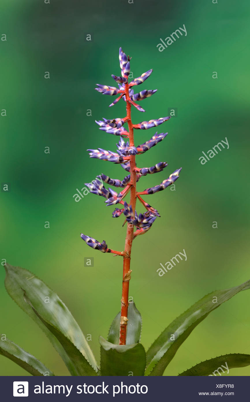 Vriesea Splendens Vriesea Splendens High Resolution Stock Photography ...