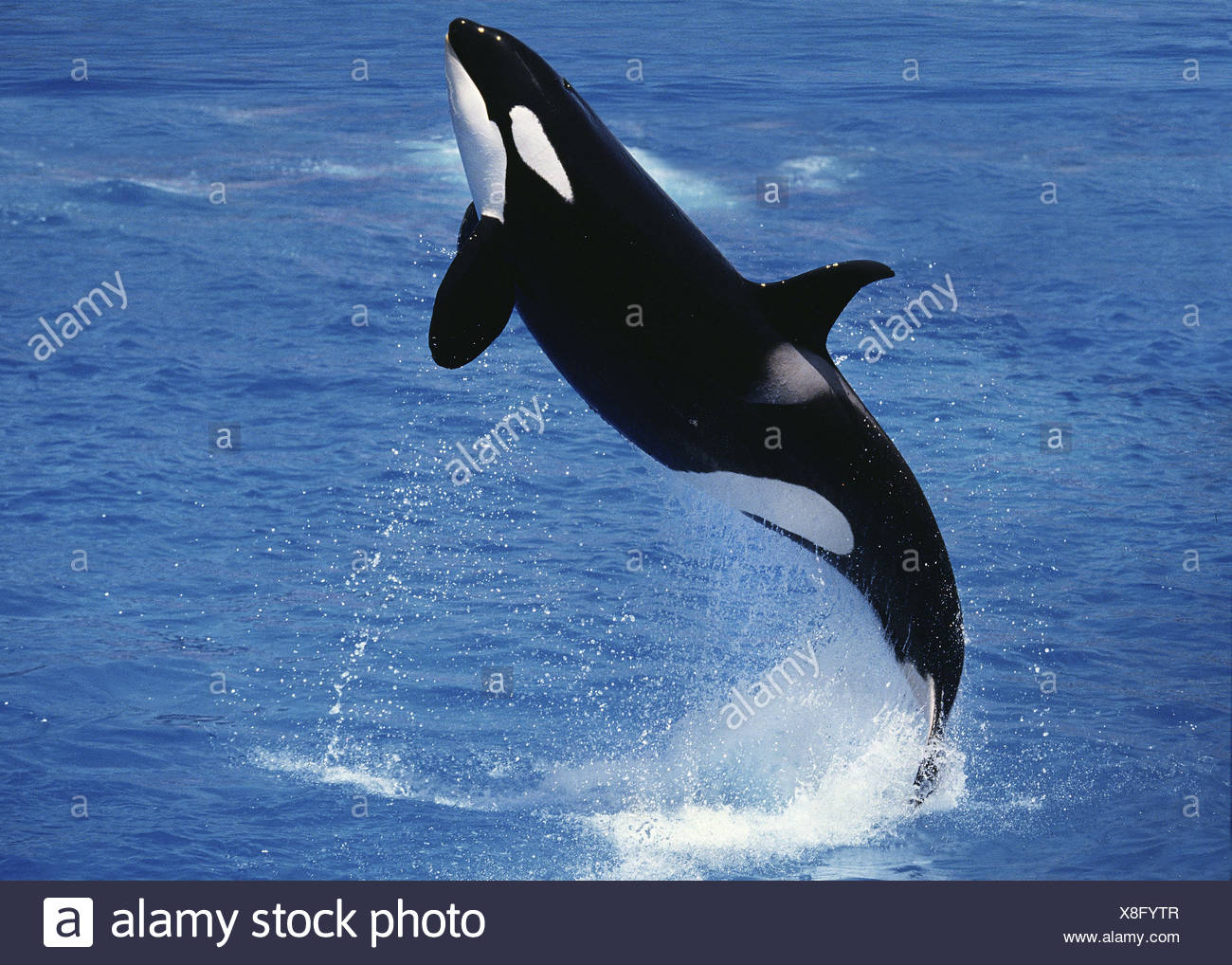 Orcinus Orca Jumping Wild High Resolution Stock Photography and Images ...