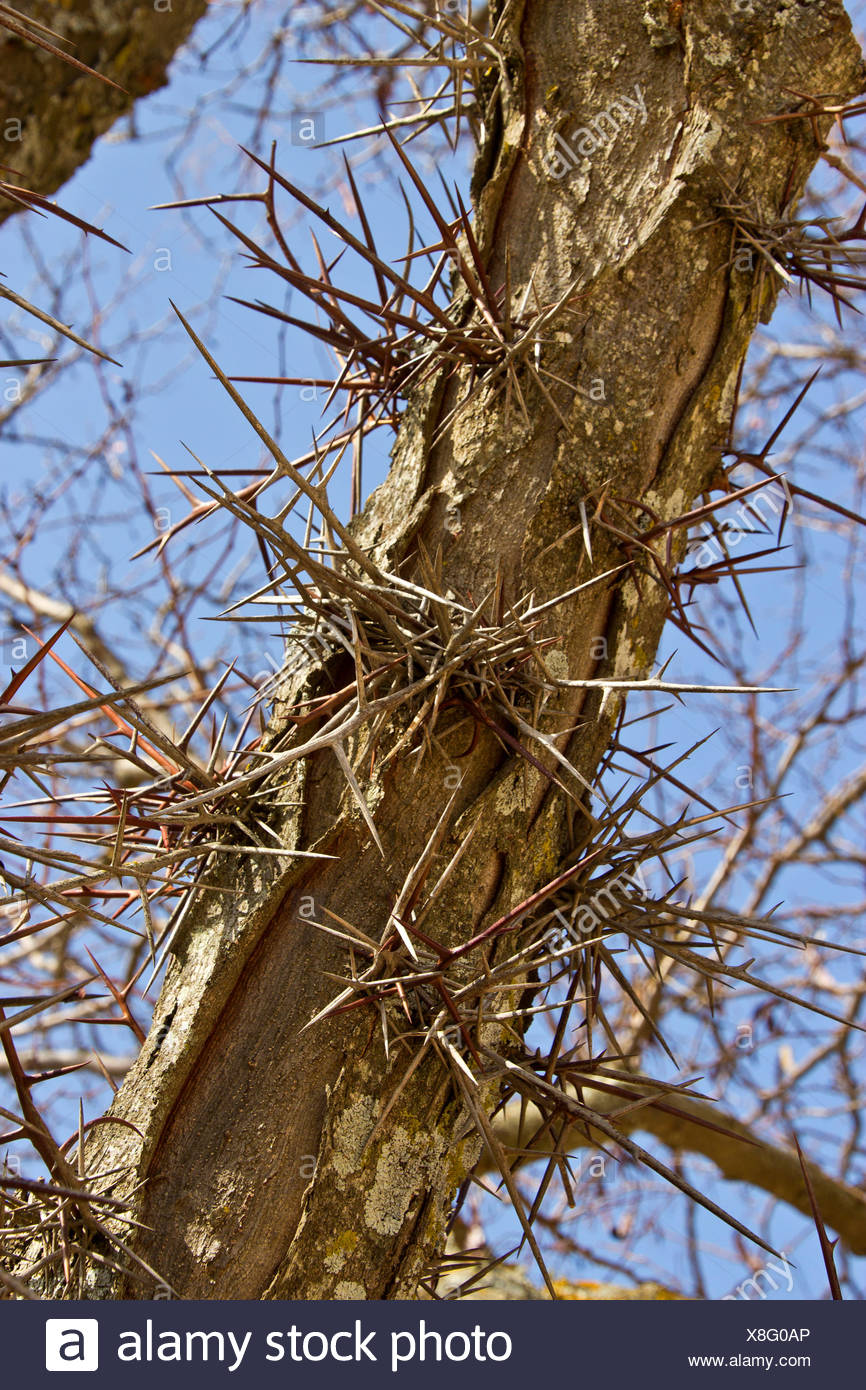 Gleditsia Triacanthos Stock Photos & Gleditsia Triacanthos Stock Images ...
