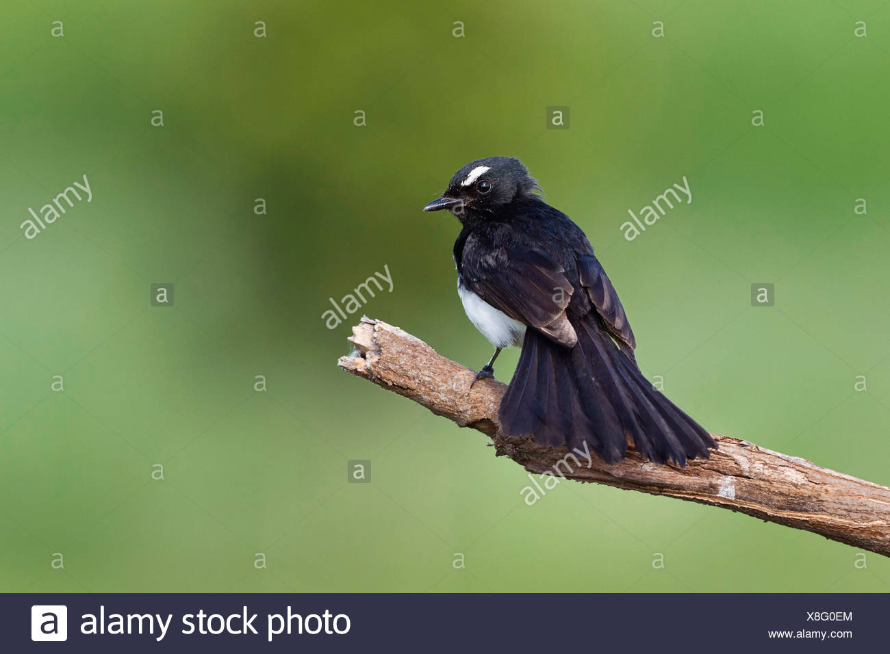 Australian Bird Black And White Stock Photos & Australian Bird Black ...