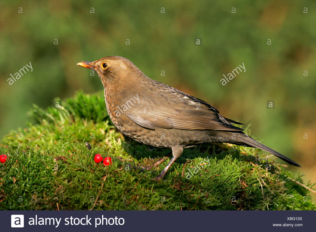 Drosselarten High Resolution Stock Photography and Images - Alamy