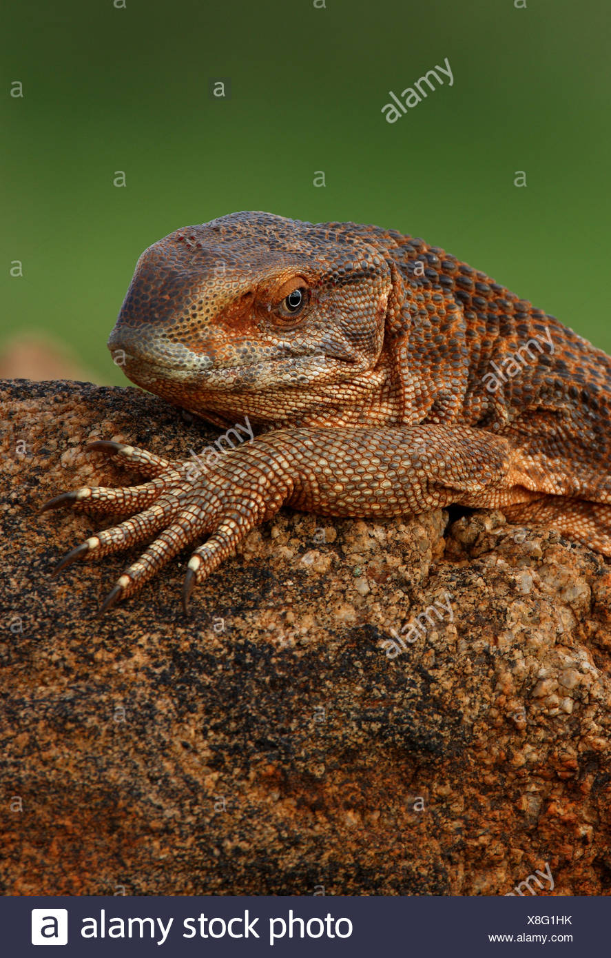African Savannah Monitor Varanus Exanthematicus High Resolution Stock ...