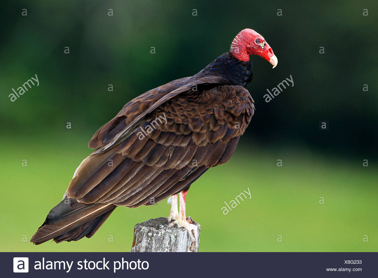 Truthahn Stock Photos & Truthahn Stock Images - Alamy