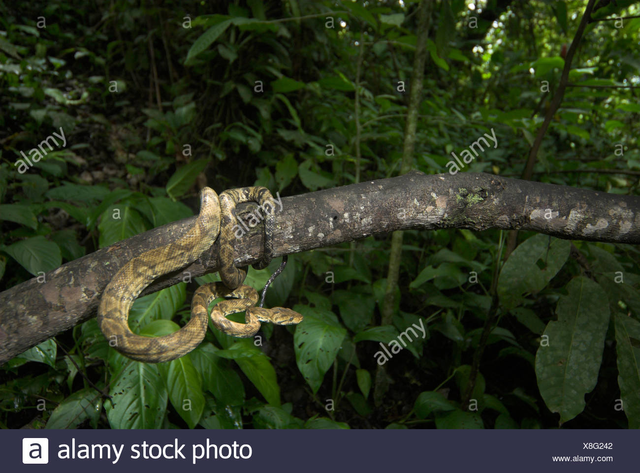 Corallus Annulatus High Resolution Stock Photography and Images - Alamy
