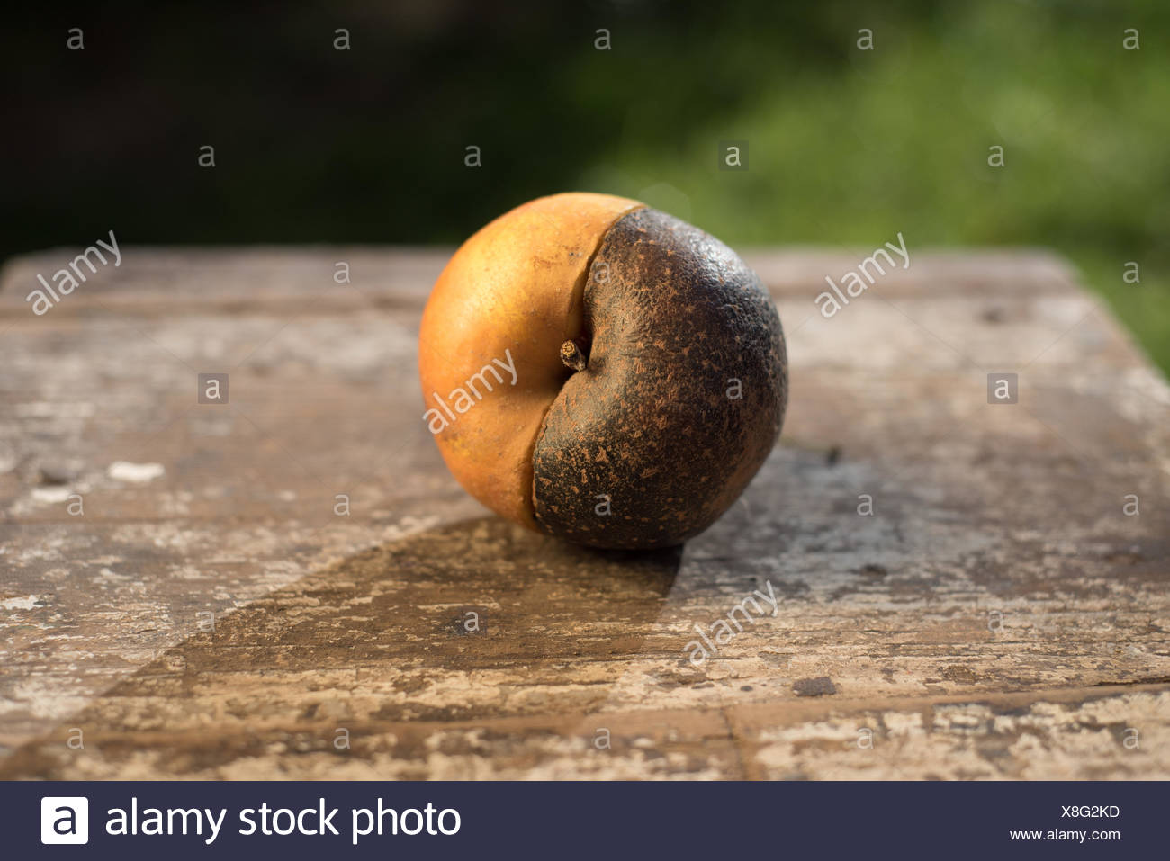 Rotten Apple High Resolution Stock Photography and Images - Alamy