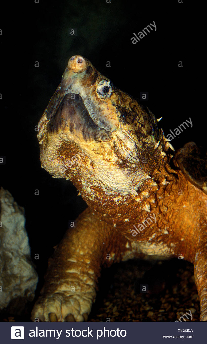 Snapping Turtle Portrait High Resolution Stock Photography and Images ...