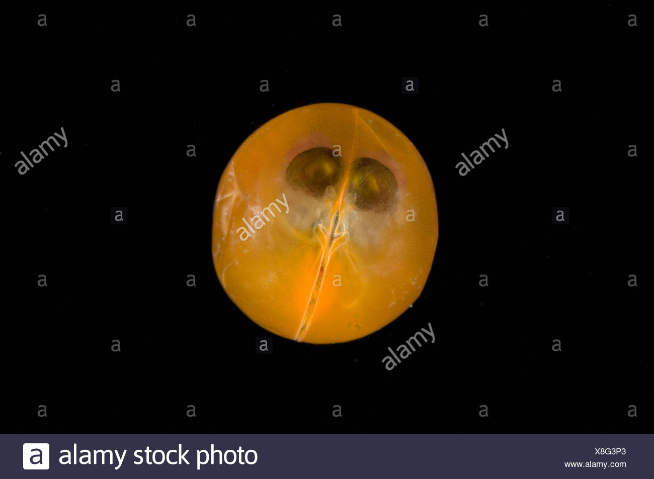Gigantocypris High Resolution Stock Photography and Images - Alamy
