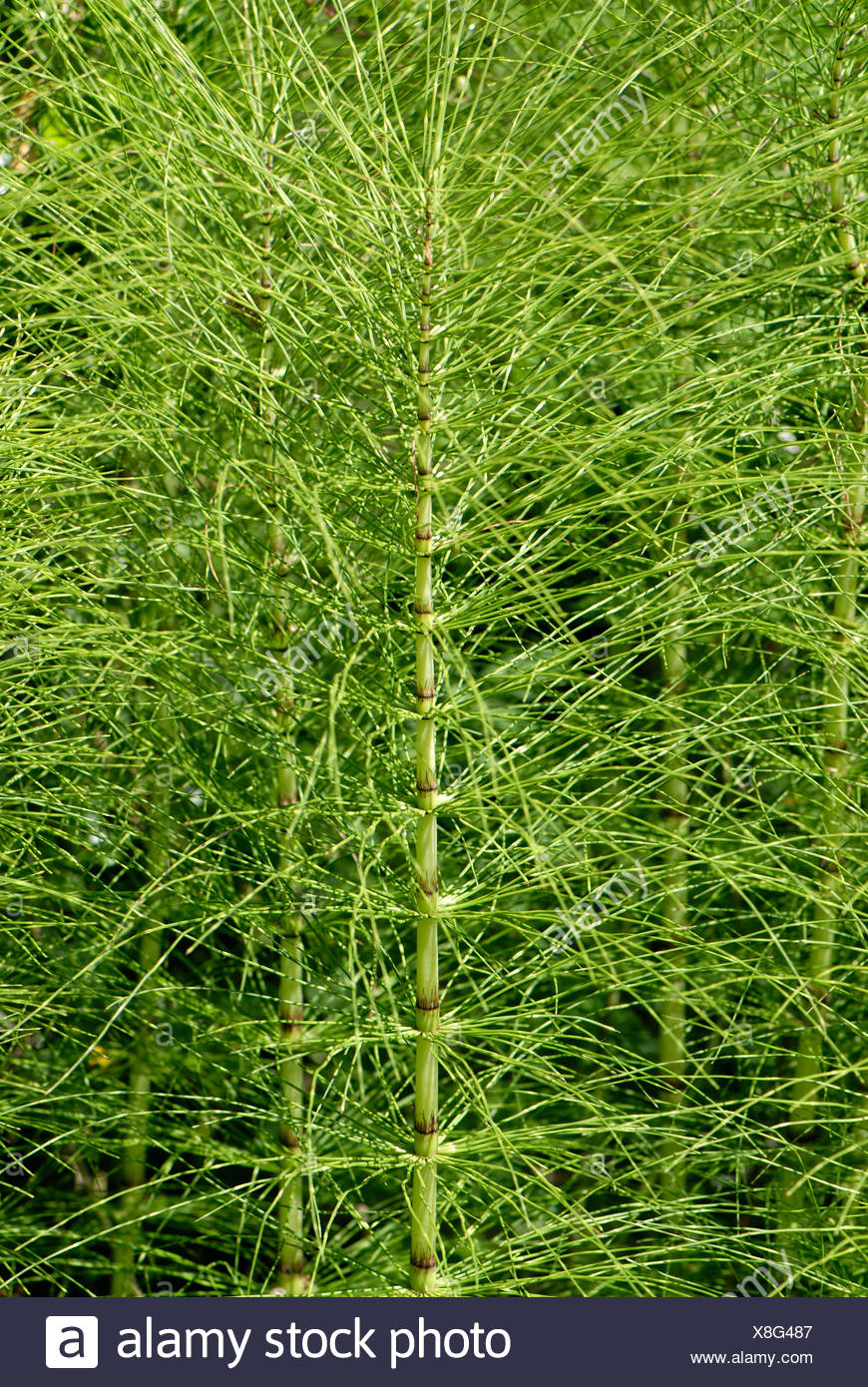 Horsetail Fern High Resolution Stock Photography and Images - Alamy