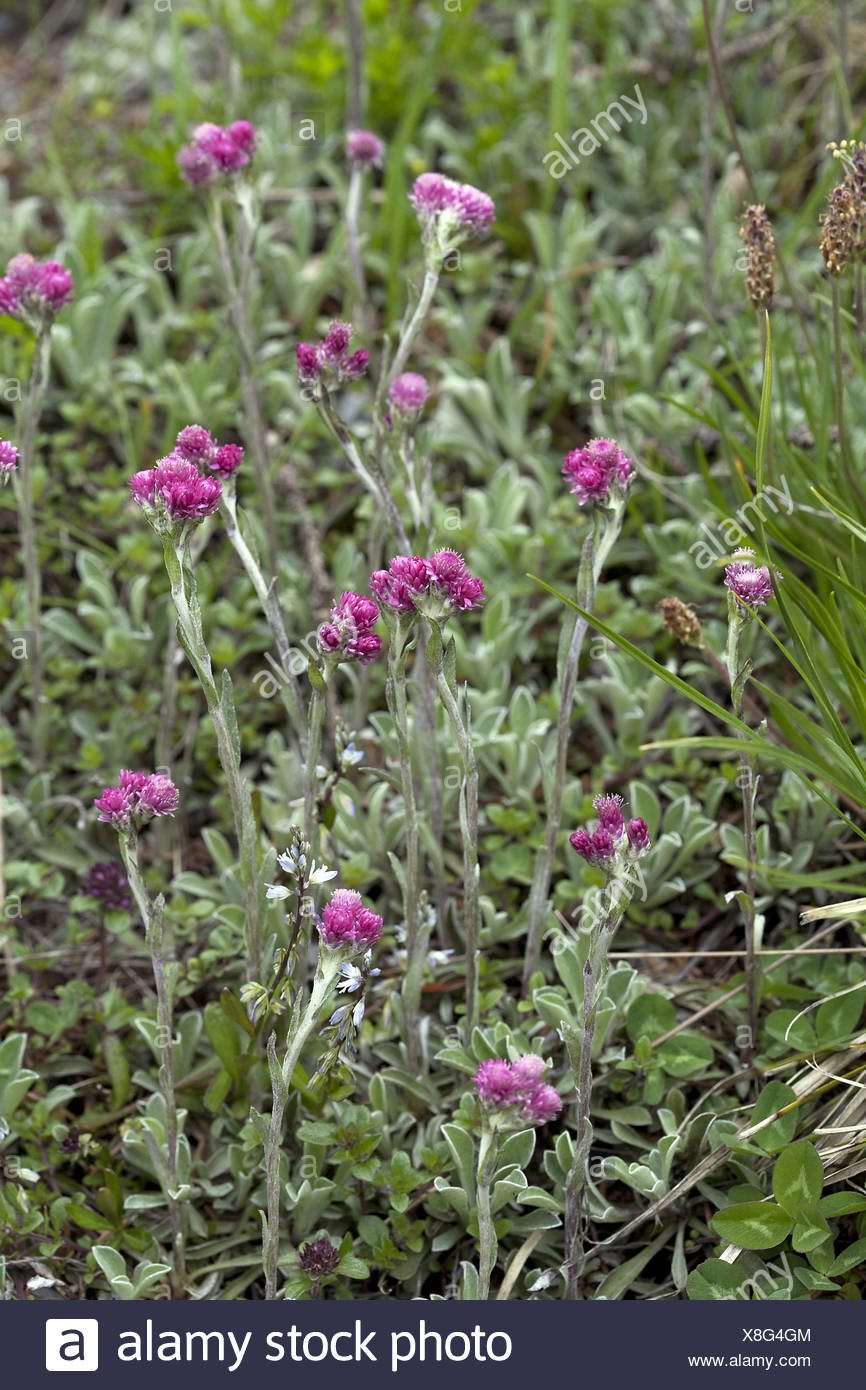Antennaria High Resolution Stock Photography and Images - Alamy