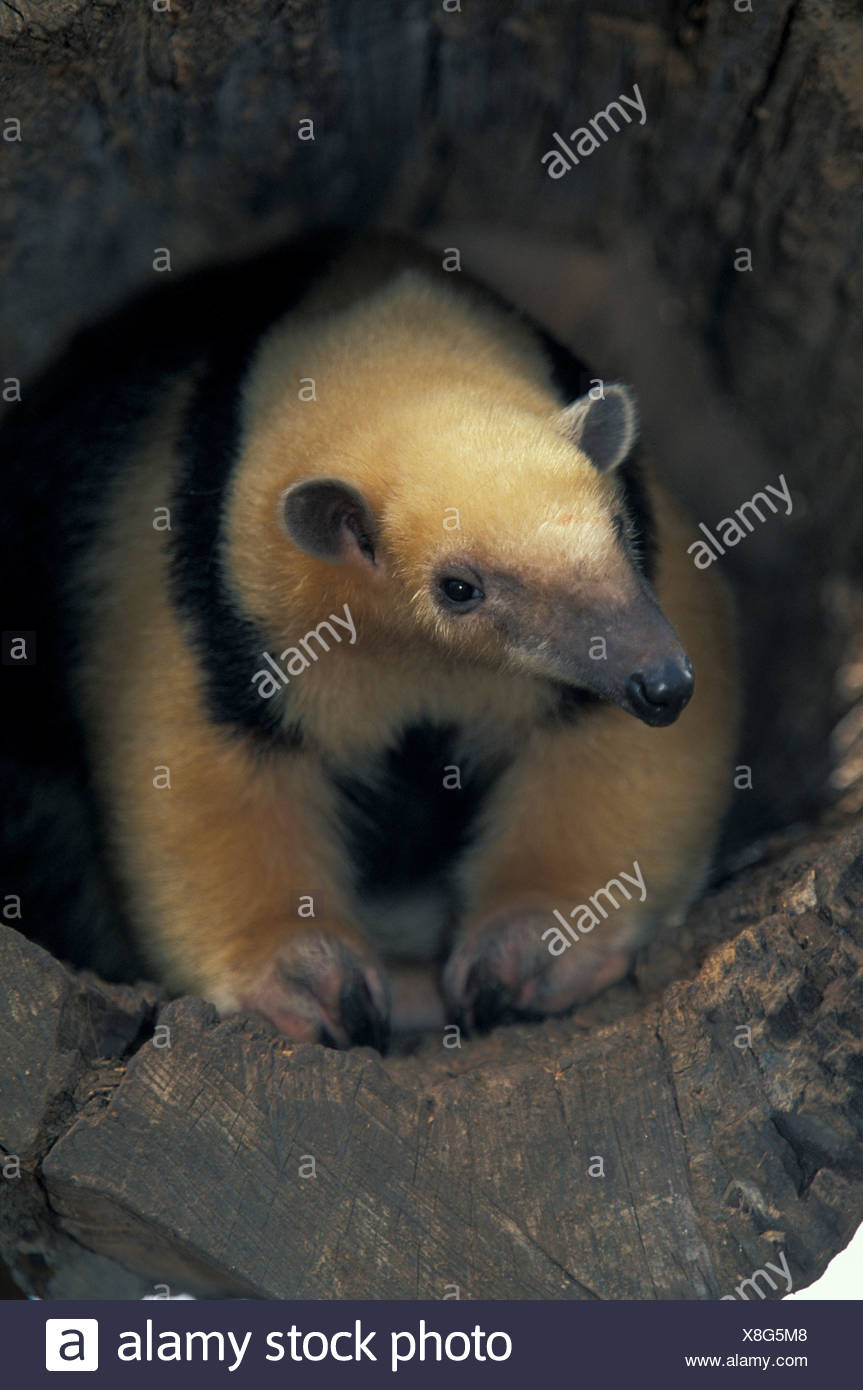 Southern Tamandua Stock Photos & Southern Tamandua Stock Images - Alamy