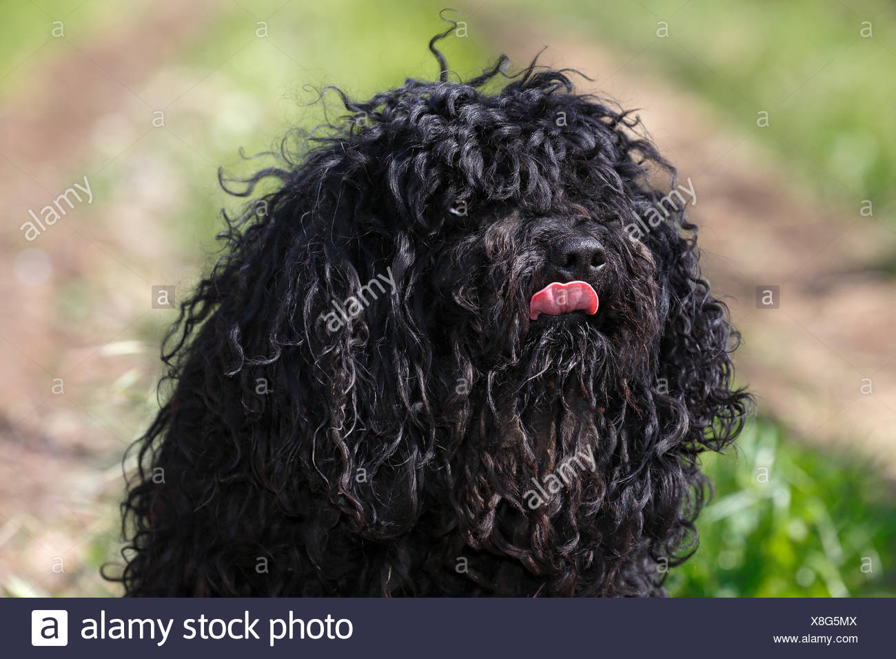 Hungarian Puli Dog Stock Photos & Hungarian Puli Dog Stock Images - Alamy