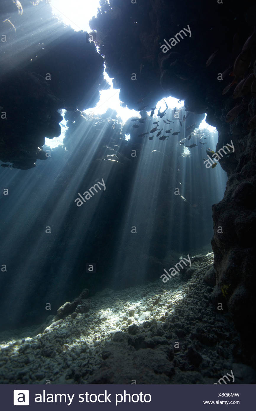 Under Sea Creature Stock Photos & Under Sea Creature Stock Images - Alamy