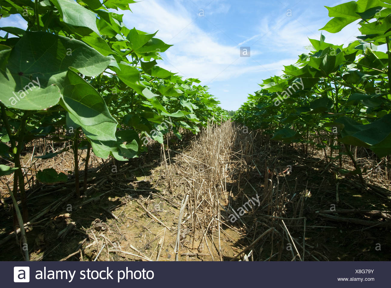 Rows Of Squares High Resolution Stock Photography and Images - Alamy