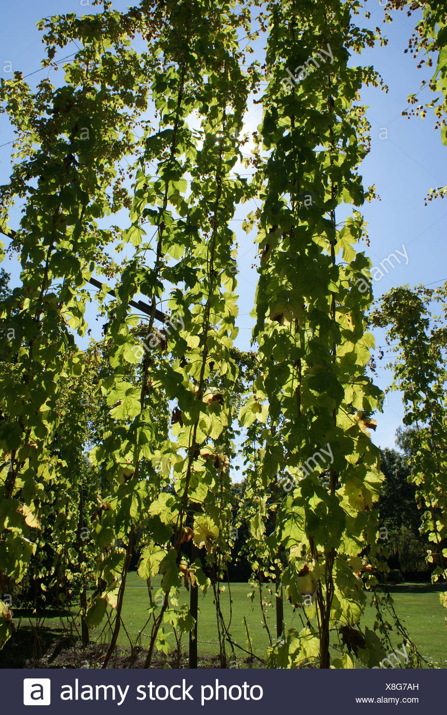 Hopfenzapfen High Resolution Stock Photography and Images - Alamy